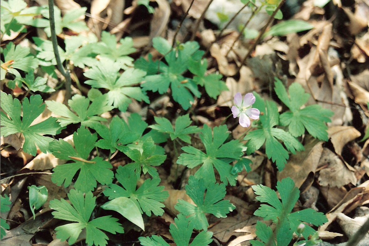 Isabella Conservation District Environmental Education Program: Native ...