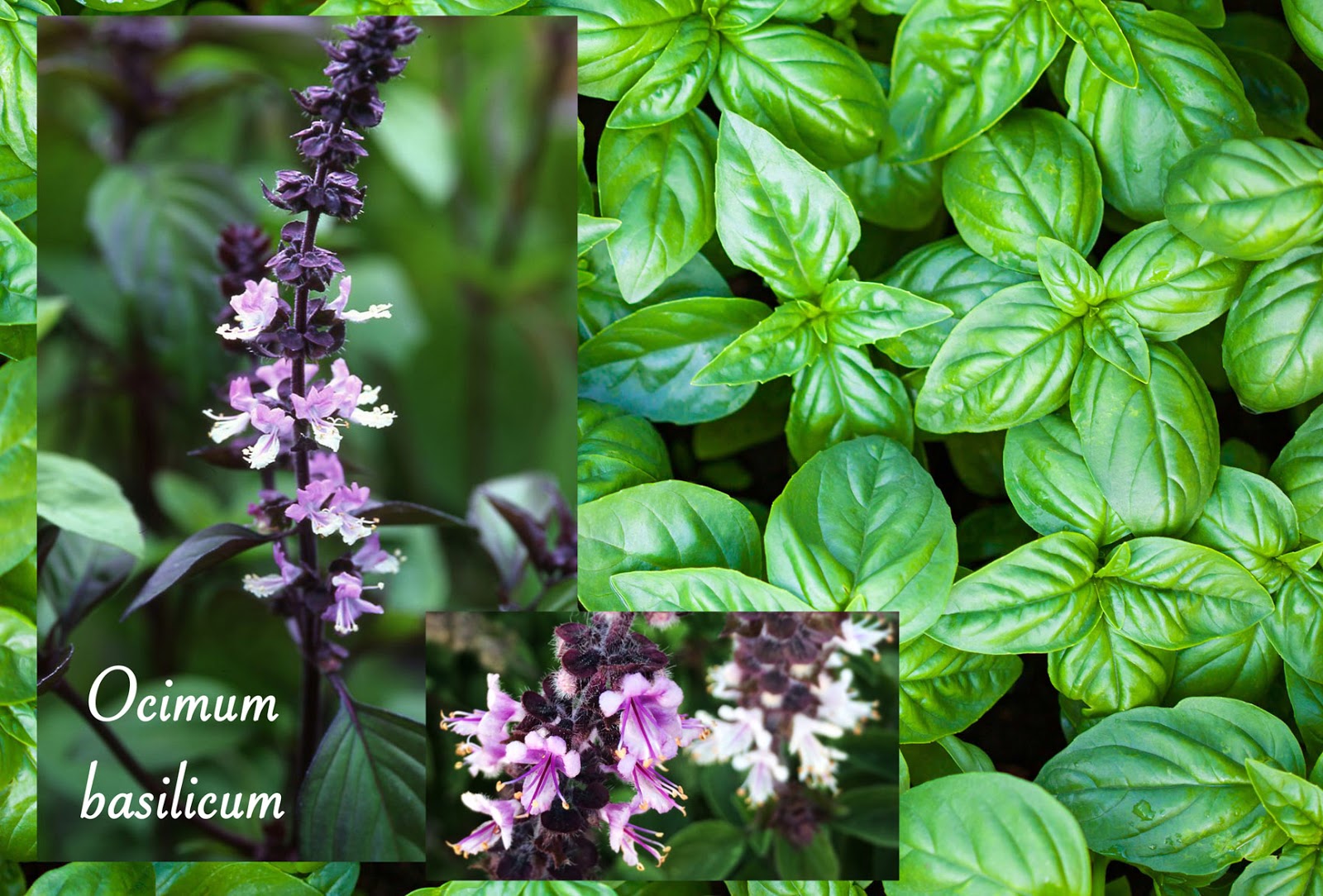 Intelliblog: ALL ABOUT BASIL