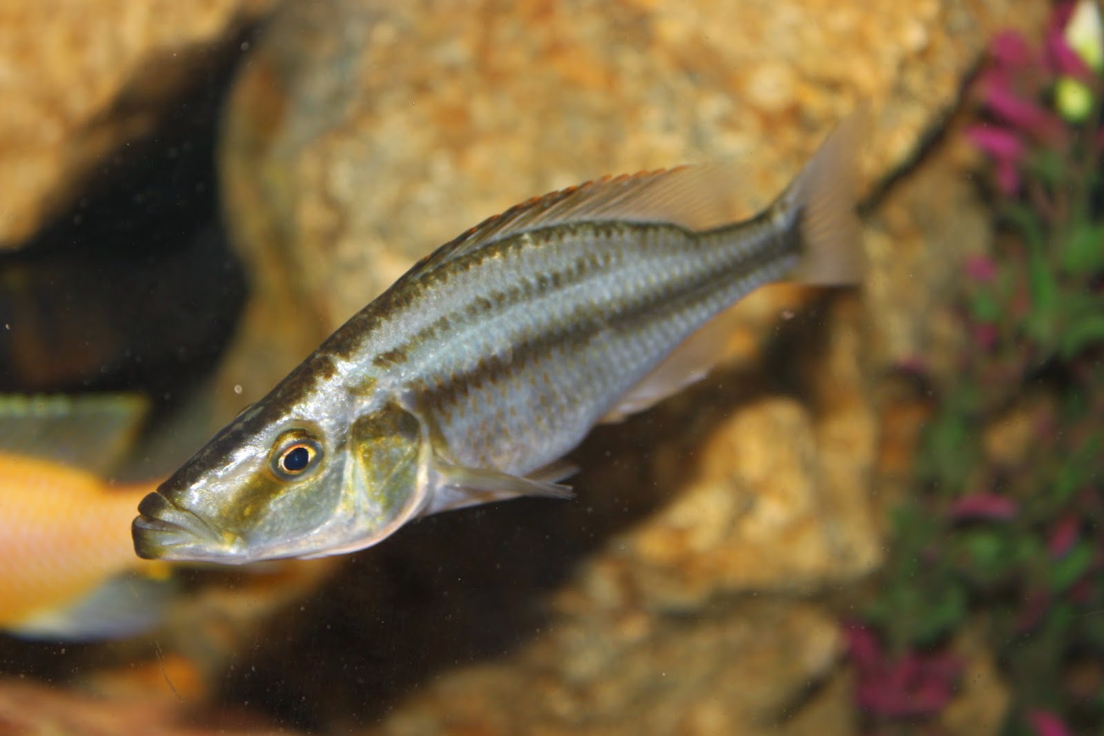 Amazing Fish: Dimidiochromis Compressiceps