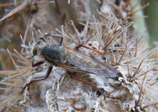 Paqui.blog de naturaleza: SINGUE