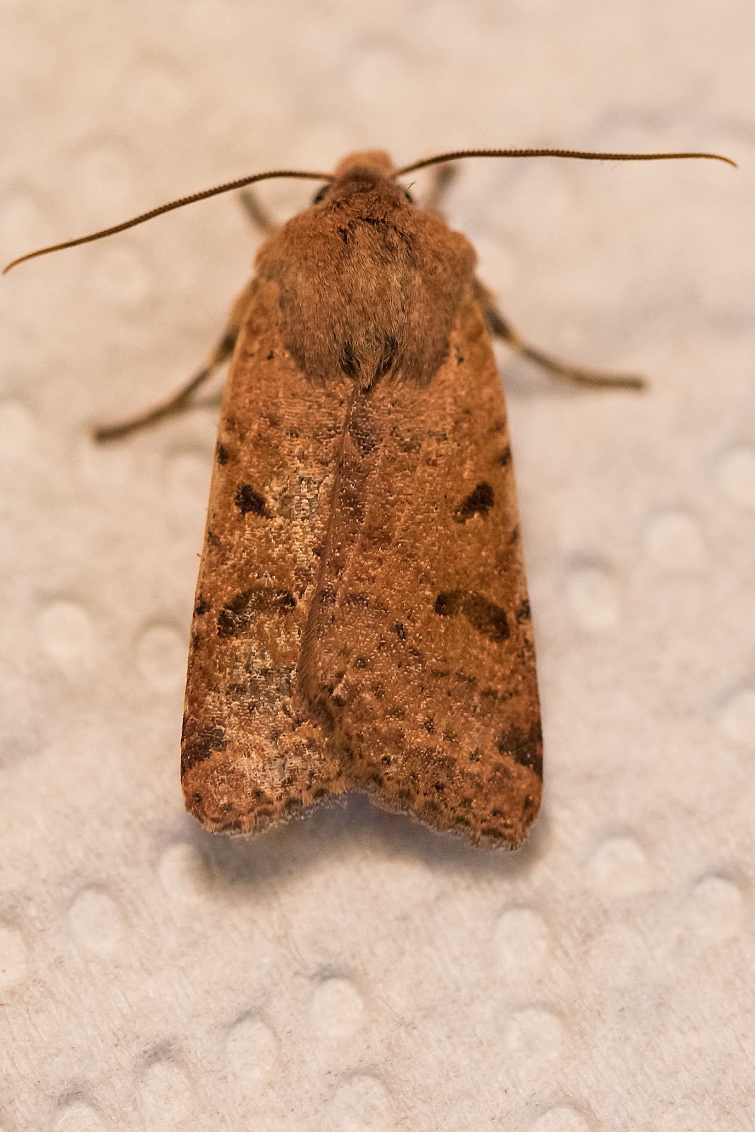 Butterflies, Dragonflies, Moths & other Insects: Beaded Chestnut Moth