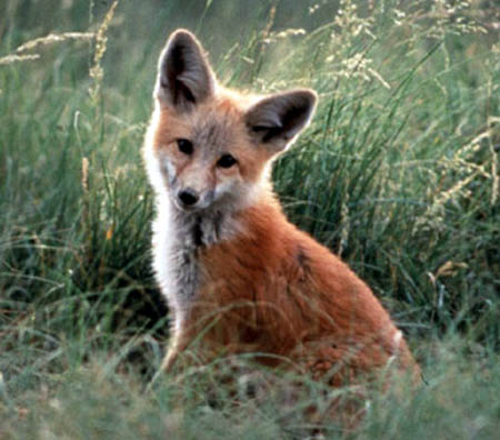 Descrizione: Volpe • Scuolissima.com