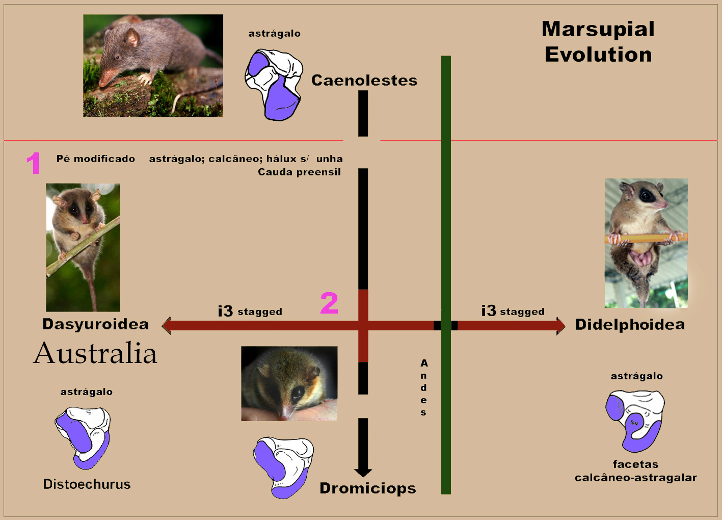 "A EVOLUÇÃO DOS MAMÍFEROS" THE Evolution OF THE MAMMALS: MARSUPIAL ...