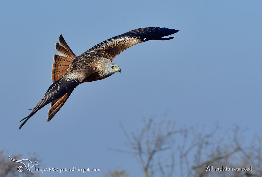 WILDLIFE GATEWAY: Milans royaux en vol