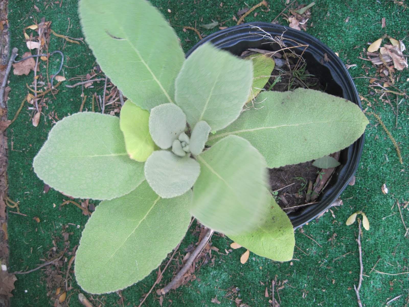 Home Shalom: Mullein and Herbal Learning Tips