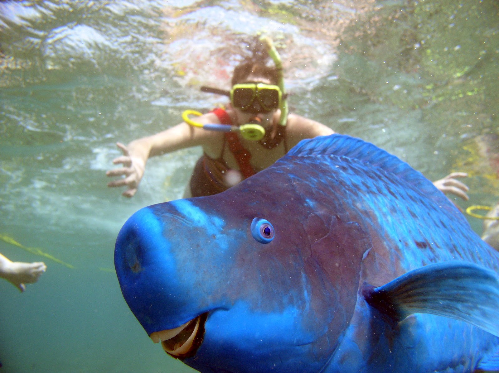 The Derpiest Fish You Ever Did See | Featured Creature