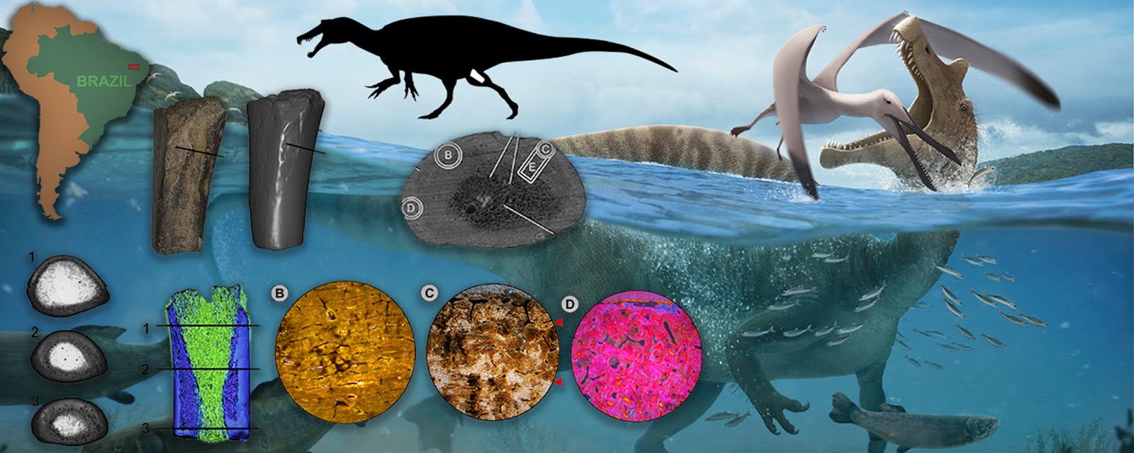 Species New to Science: [Paleontology • 2018] Semi-aquatic Adaptations ...