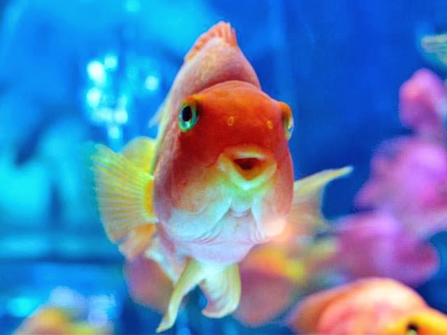 CIENCIAS NATURALES: ANIMALES