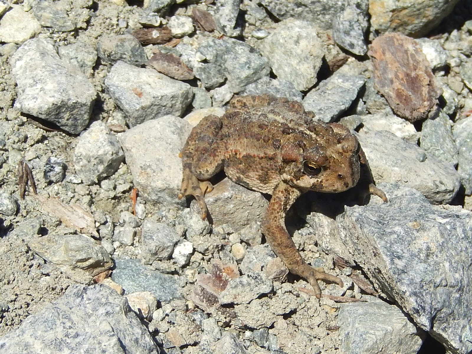 Powell River Books Blog: Coastal BC Animals: Western Toad