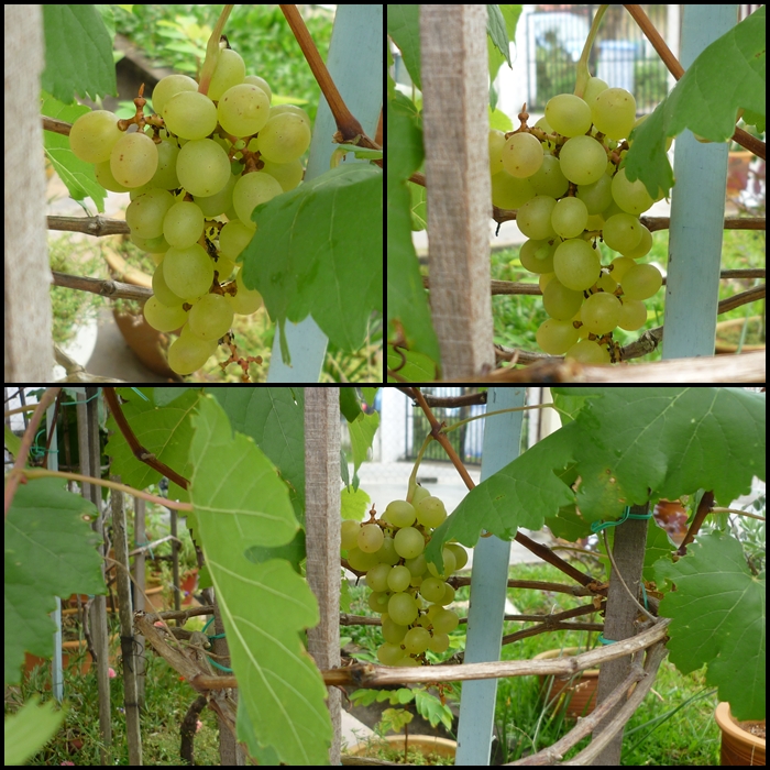 Berbudi Pada Tanah: July 2011