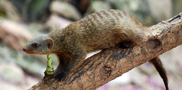O Livro da Natureza: Mangustos