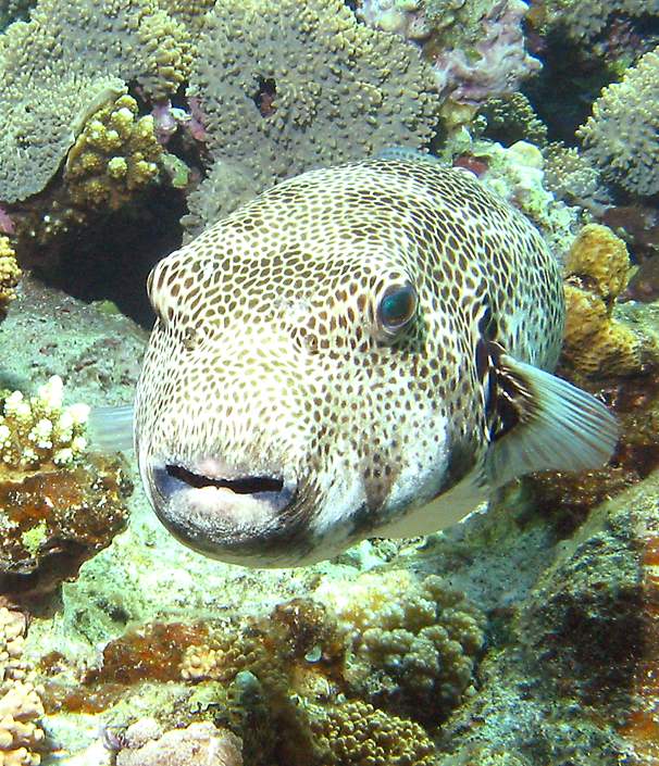 THE ANIMAL WILDLIFE: GIANT PUFFER FISH