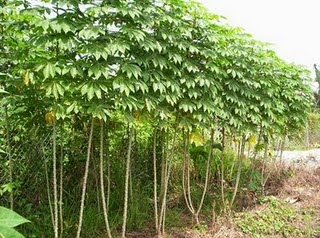 Between plant and love: Pokok Ubi Kayu (Cassova )