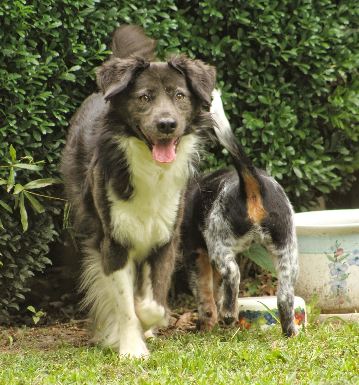 The Days of Johann, an agility dog!: Introducing Rach, my new little bro!