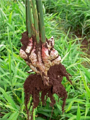 Ginger or ginger root - Luya in Philippine - Cooking Signature