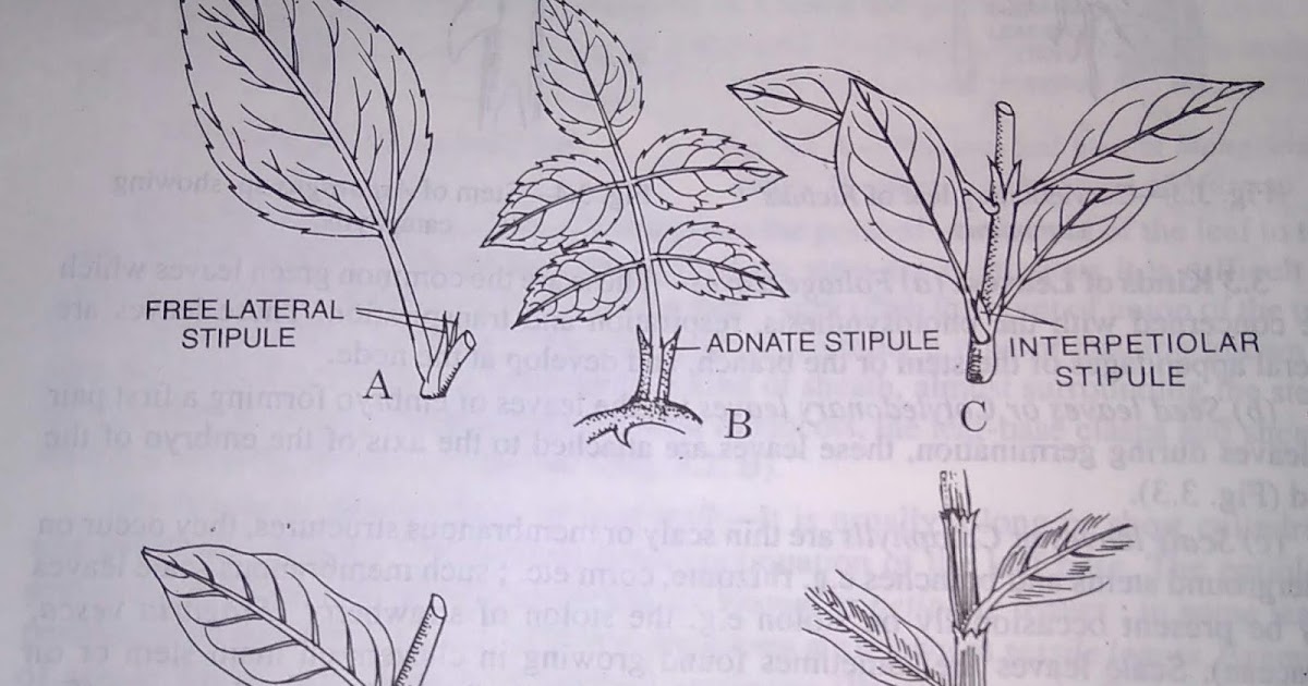 Leaf:stipule, STIPEL and structure of various leaf apices-digieduco