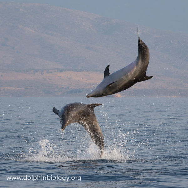 Dolphin Biology and Conservation: Flying bottlenose dolphins