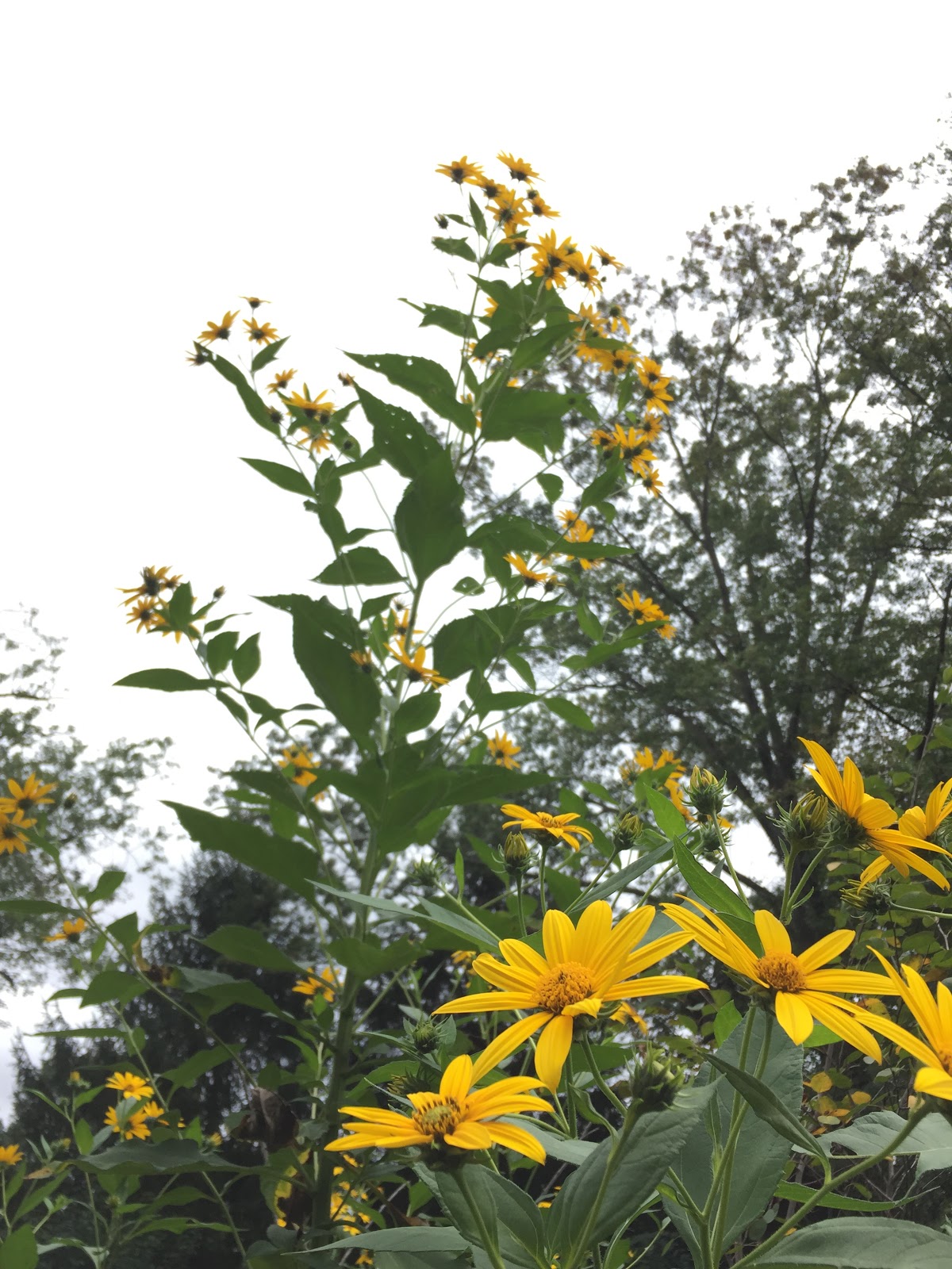 Princeton Nature Notes: Sunchokes--The Native Sunflower That Stirs ...