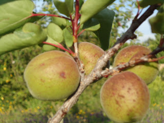 Pratos da Bela: Árvores de fruto entre outros II...