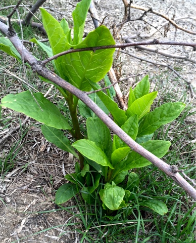 The Foraged Foodie: How I find and safely eat pokeweed shoots in early ...