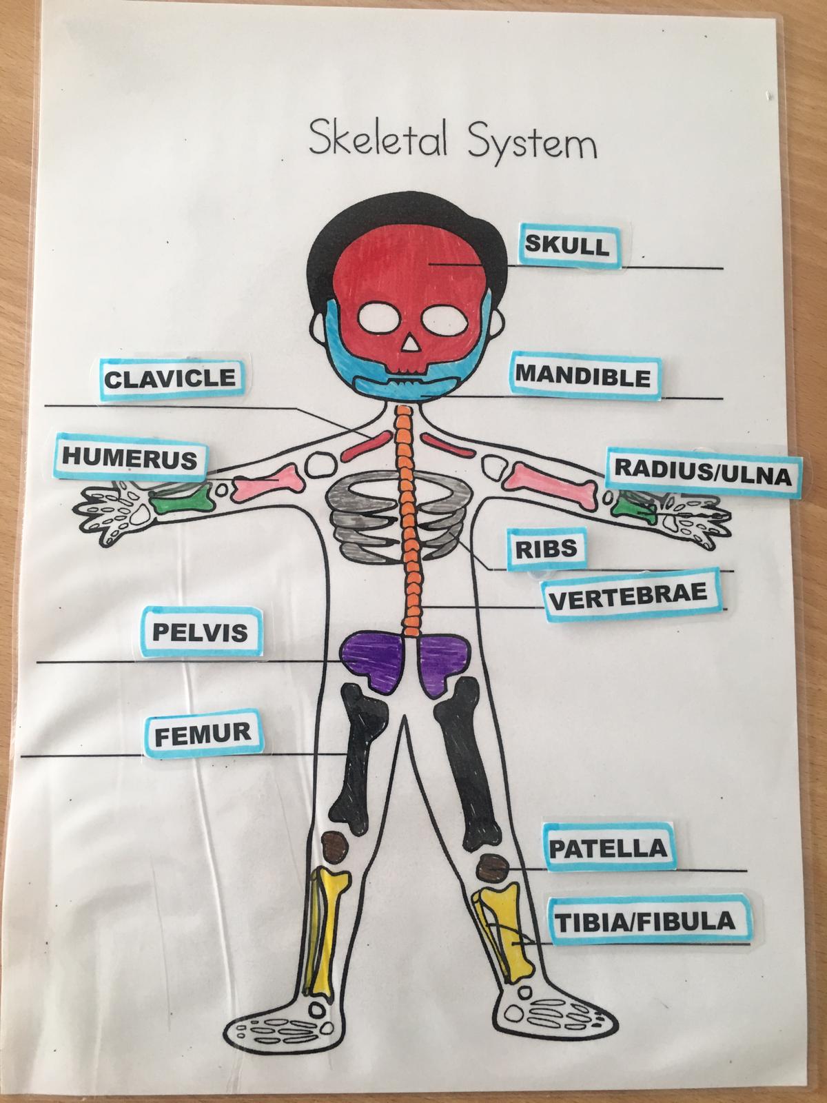 A science blog for Primary Year 3: 2019