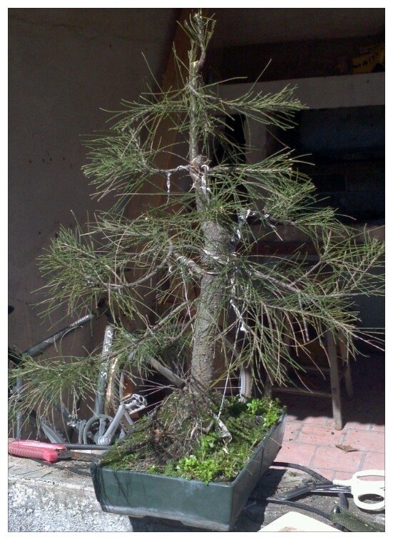 Bonsais Alejandro Manno : Bonsai de Casuarina