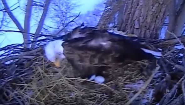 Raptor Resource Project Blog: Do bald eagles delay incubation?