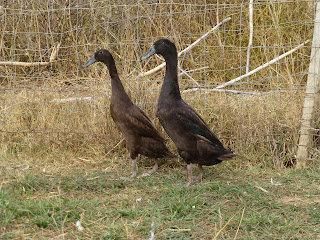 Metzer Farms Duck and Goose Blog: Indian Runner Ducks