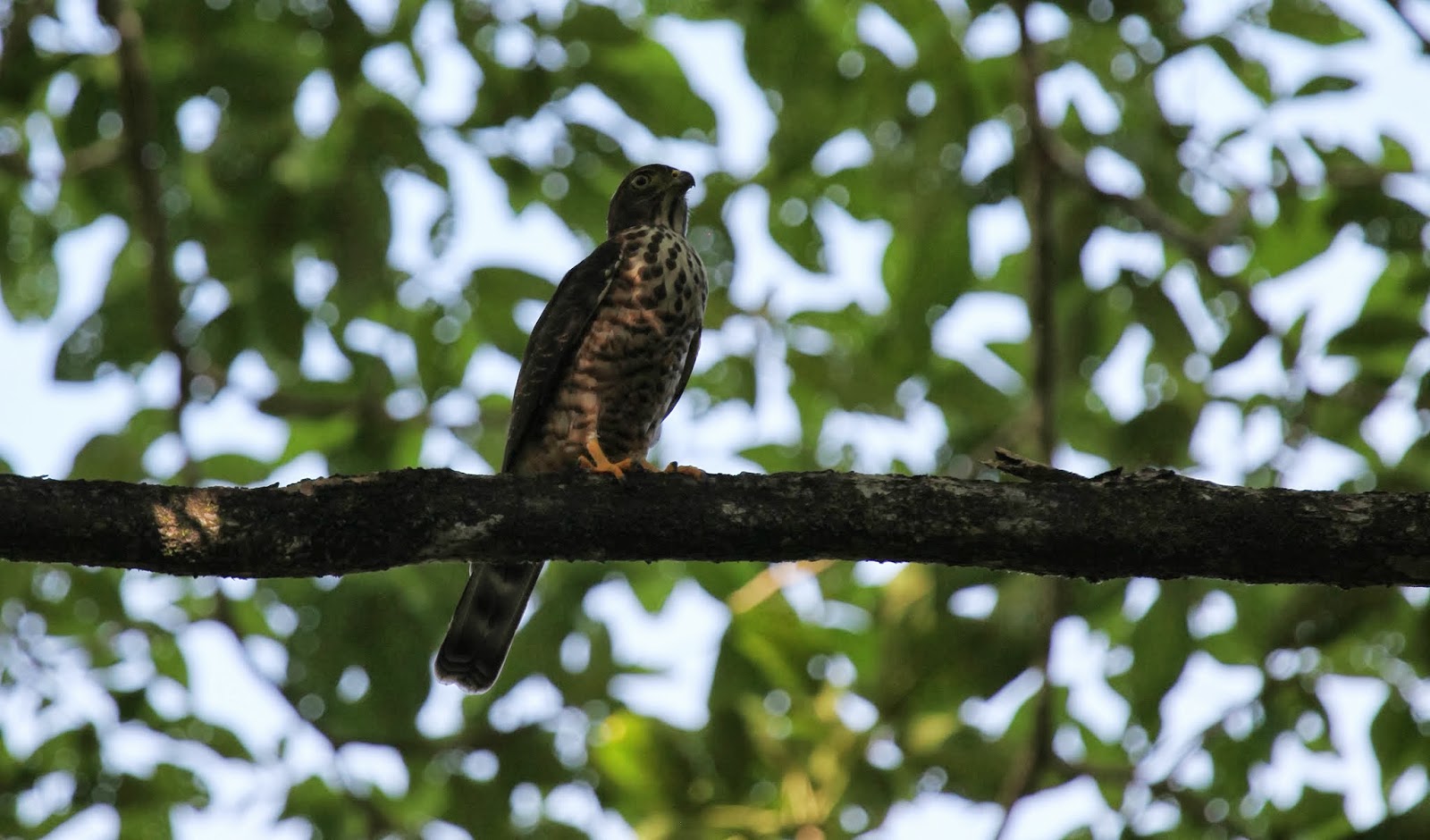 Instantes alados Costa Rica: Gavilán aludo