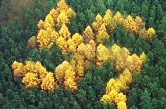 These trees planted in the shape of a smiley face that reveal ...