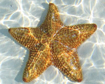 Starfish - True Wildlife Creatures