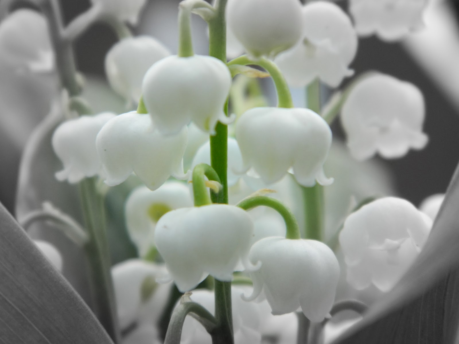 Tattewatteke: FOTO Meiklokjes