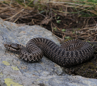 Serpent Research: Four new vipers were described in 2016