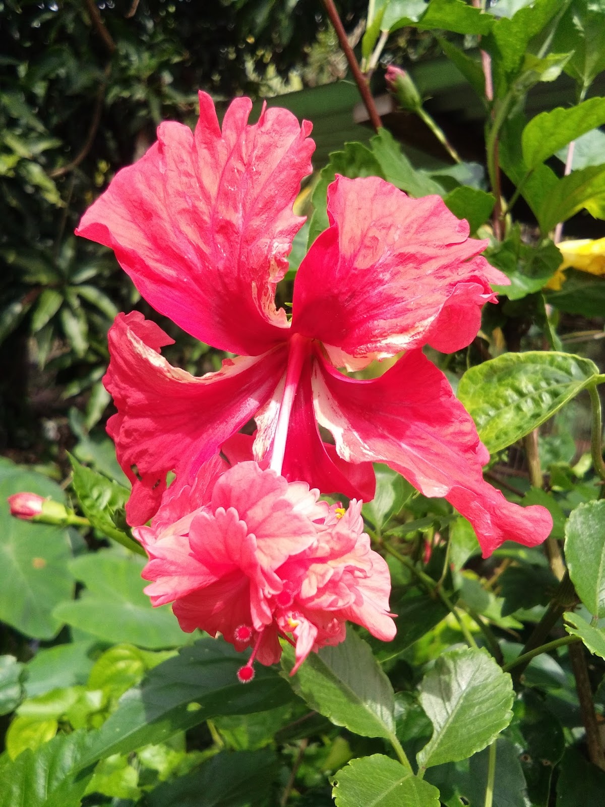 D' Qasih: hibiscus / bunga raya