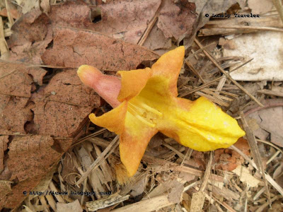 Gamar Ful(গামার ফুল) - Gmelina arborea