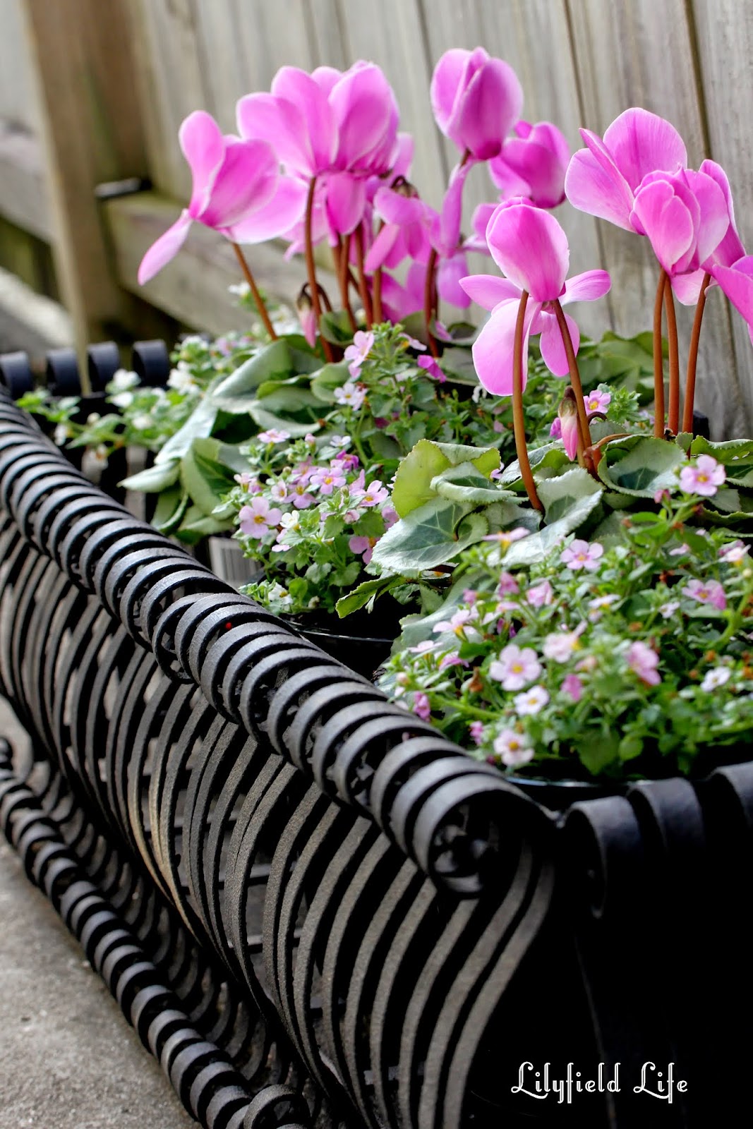 Lilyfield Life: Vintage French Planter Box