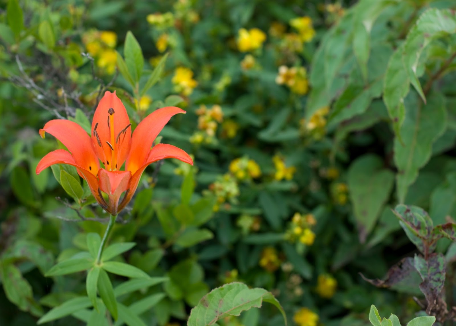 Life in the hills of WV