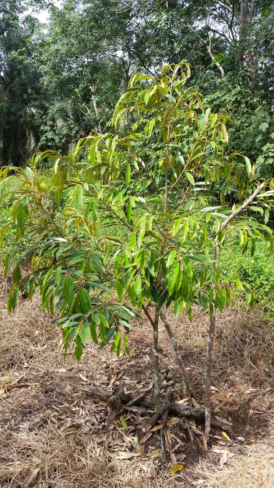 Warisan Petani: Anak Durian Raja Kunyit (Musang King)
