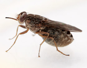 Tsetse Fly - Insects Morphology
