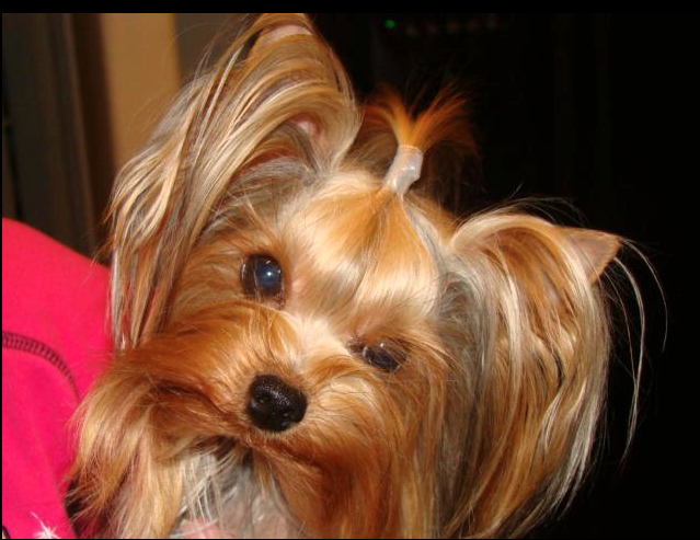 Yorkies to Happiness: I Can't Wait to Try - KTW Knotless Hair Wraps