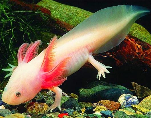 Axolotls On aquarium