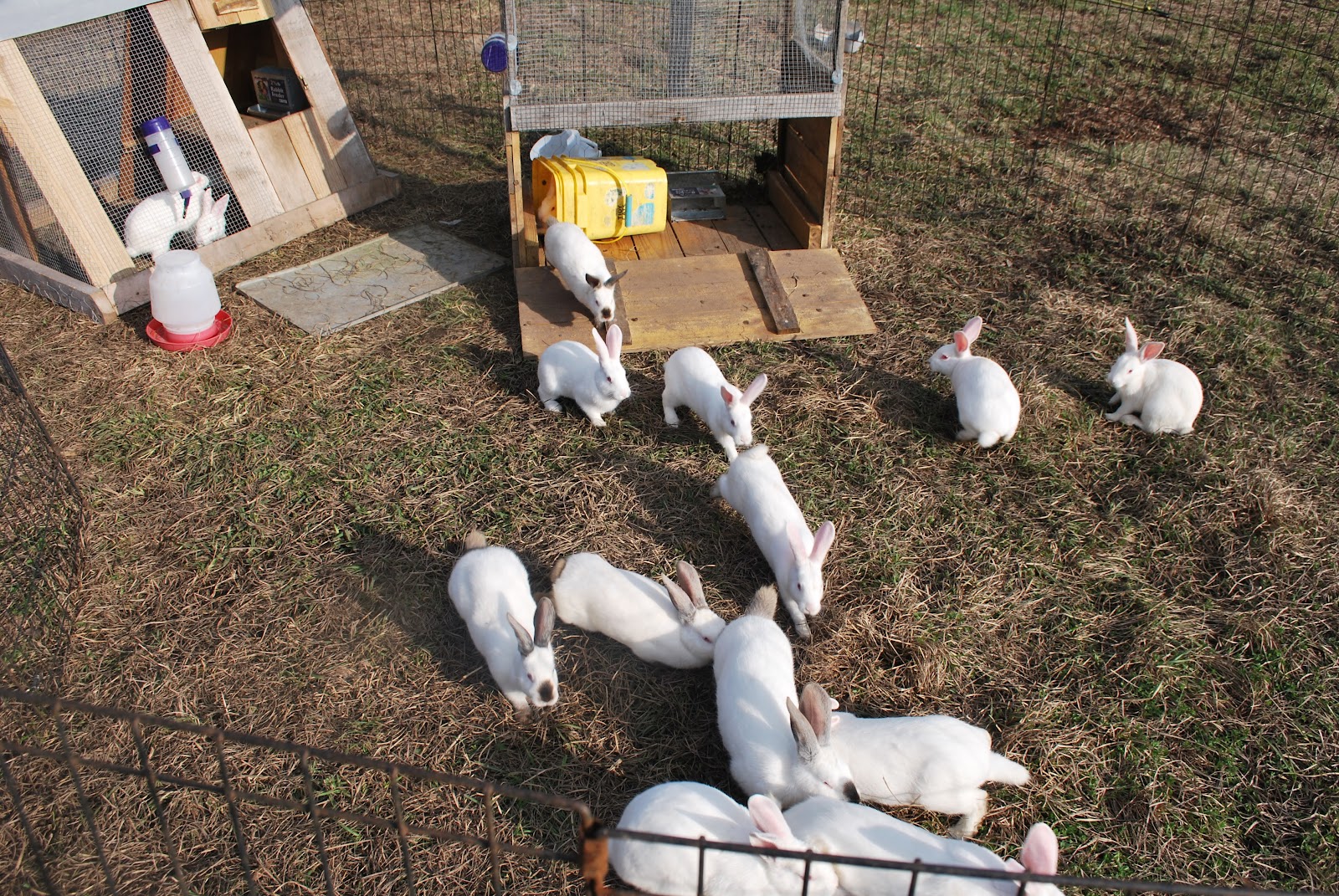 HighTail Farms: Rabbit-topia