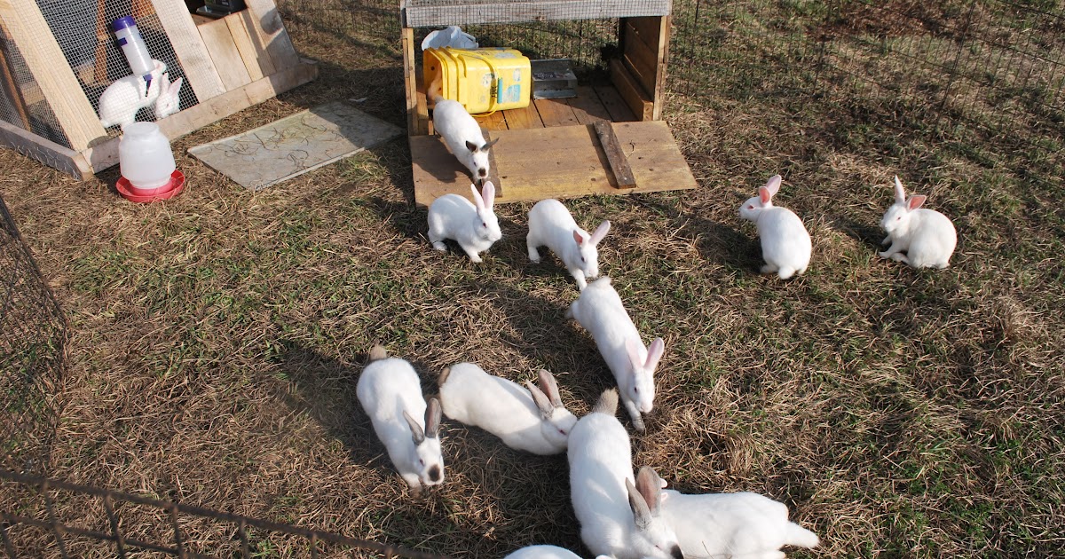 HighTail Farms: Rabbit-topia