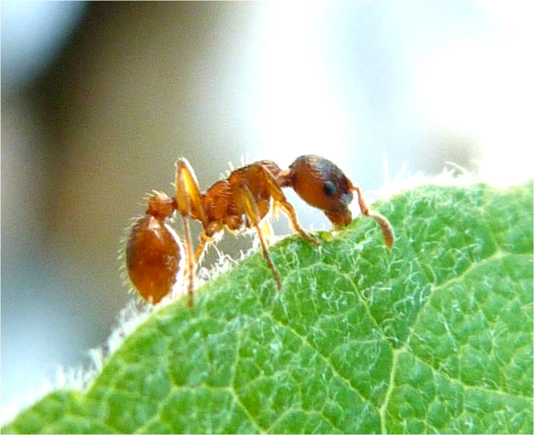 Insects of Scotland: Bees/Wasps/Ichneumons/Sawflies/Ants