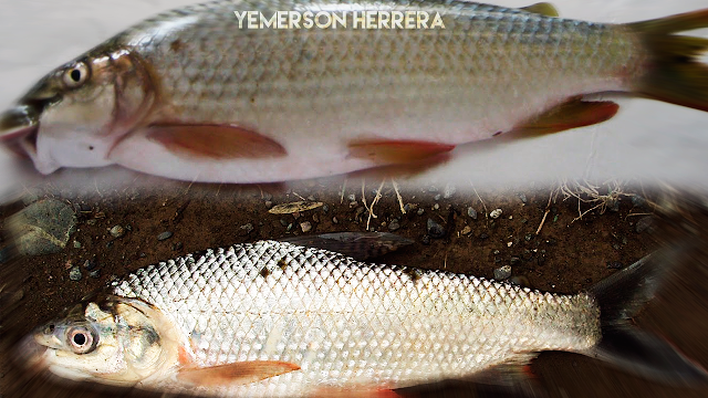 ESPECIES ENDÉMICAS Y SU CONSERVACION - LA RIQUEZA NATURAL