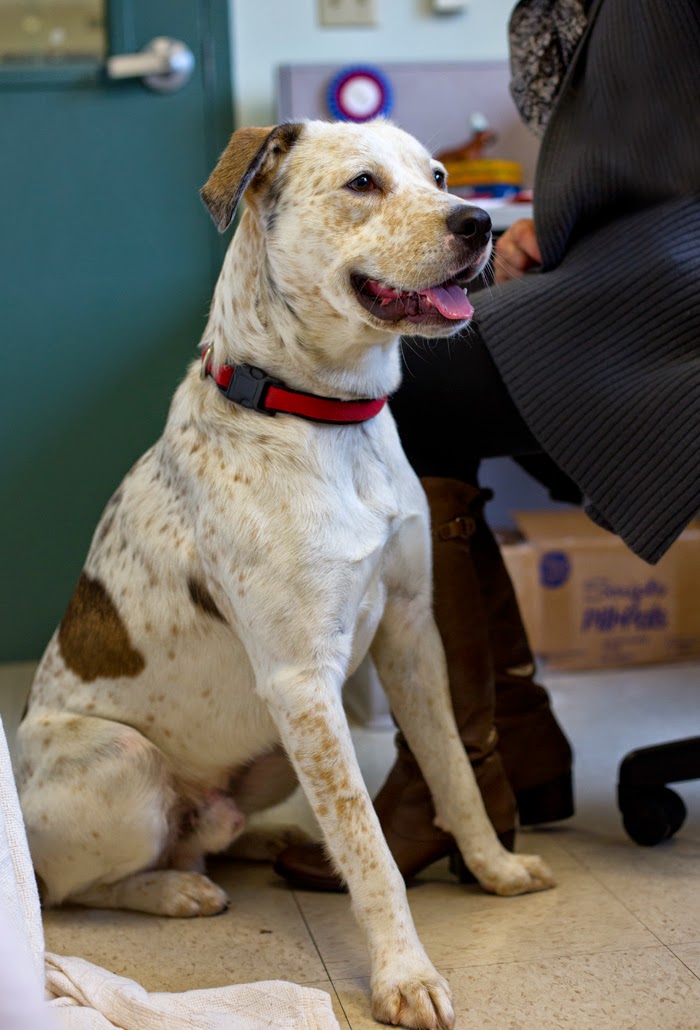Shelter Dogs of Portland: "HAMMISH" cool dog - maybe cattle dog ...