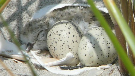 Endangered New Jersey: Protecting Piping Plovers at Island Beach State Park