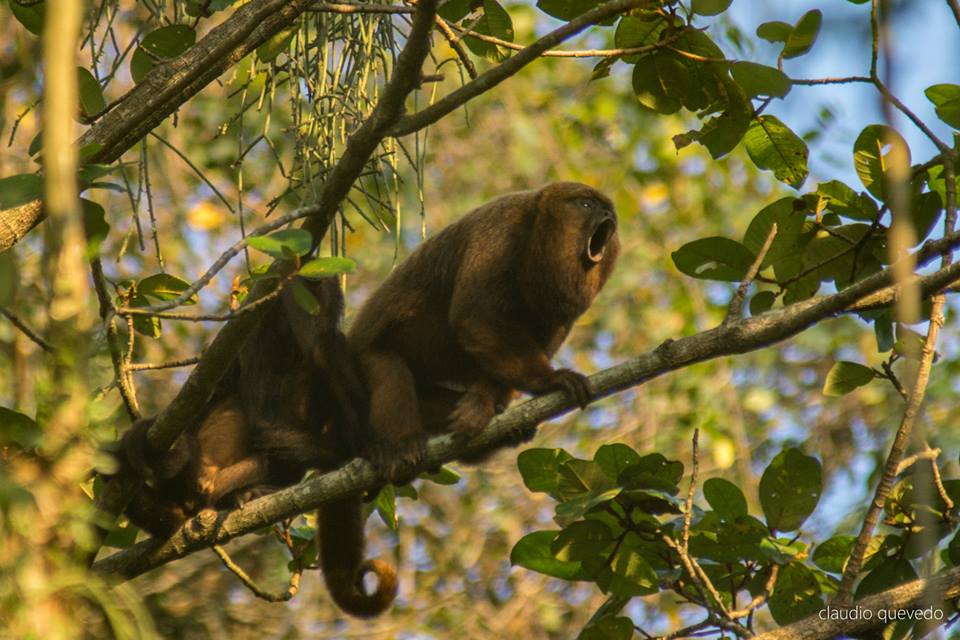 Tecendo Histórias Encantadas: Quem conhece o bugio?