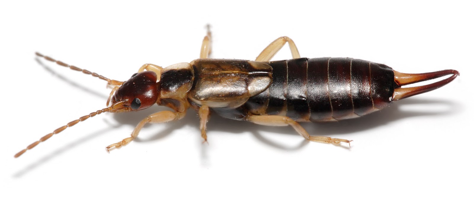 Arab Pest Control: Earwigs (Forficula auricularia)