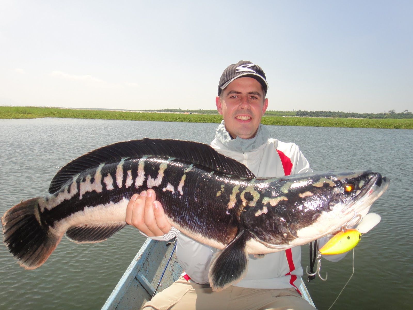 Thailand Giant Snakehead (Toman) And Wild Fishing.: Monster MAMA Toman ...